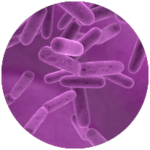 Listeria monocytogenes BAX® PCR - Miuras